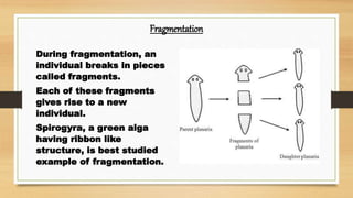 SCIENCE - Reproduction in plants (CLASS VII - CBSE BOARD) | PPTX