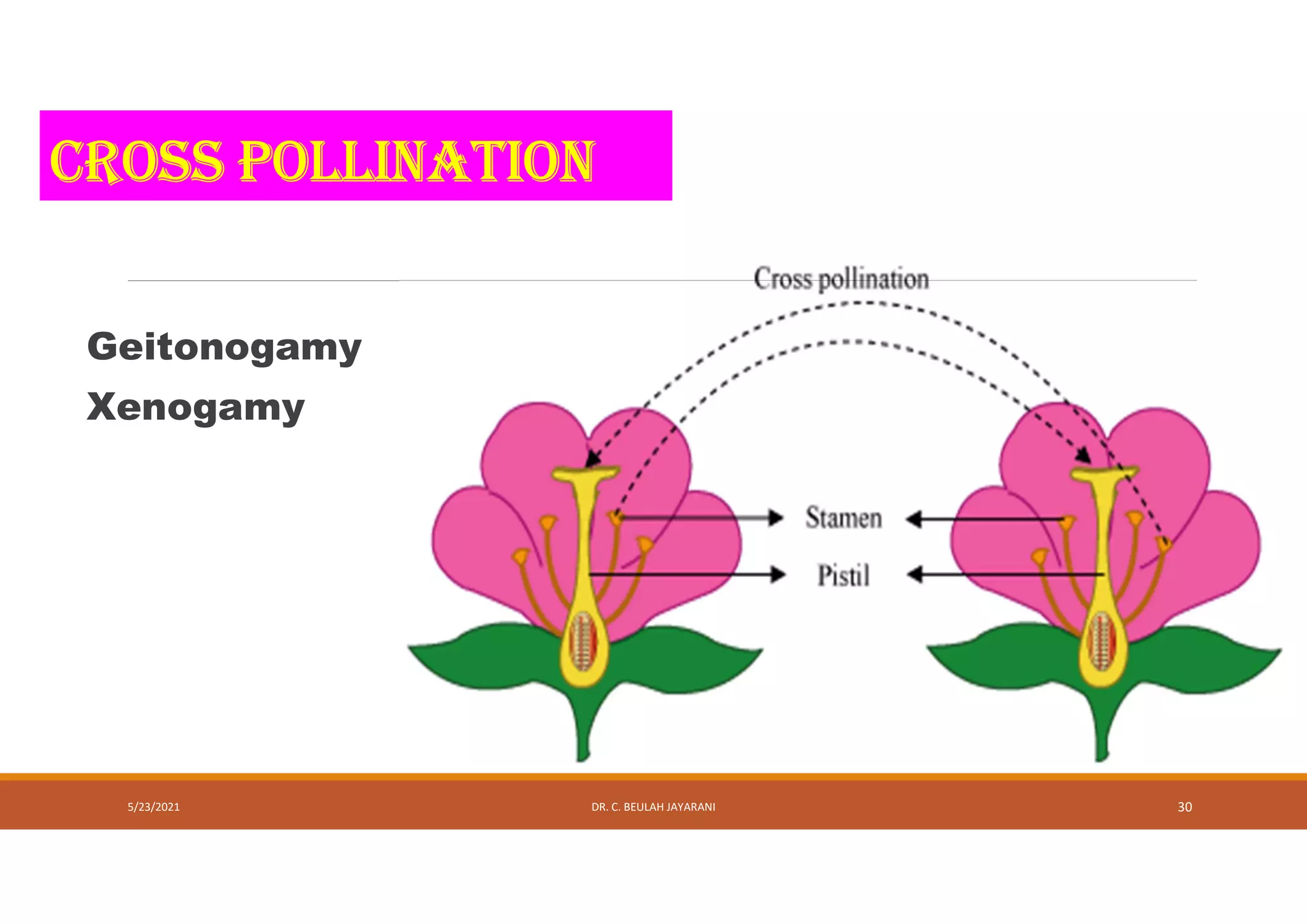 Reproduction in plants | PDF