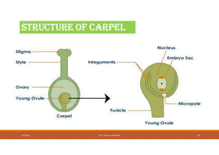 Reproduction in plants | PDF