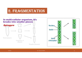 Fragmentation In Plants Diagram