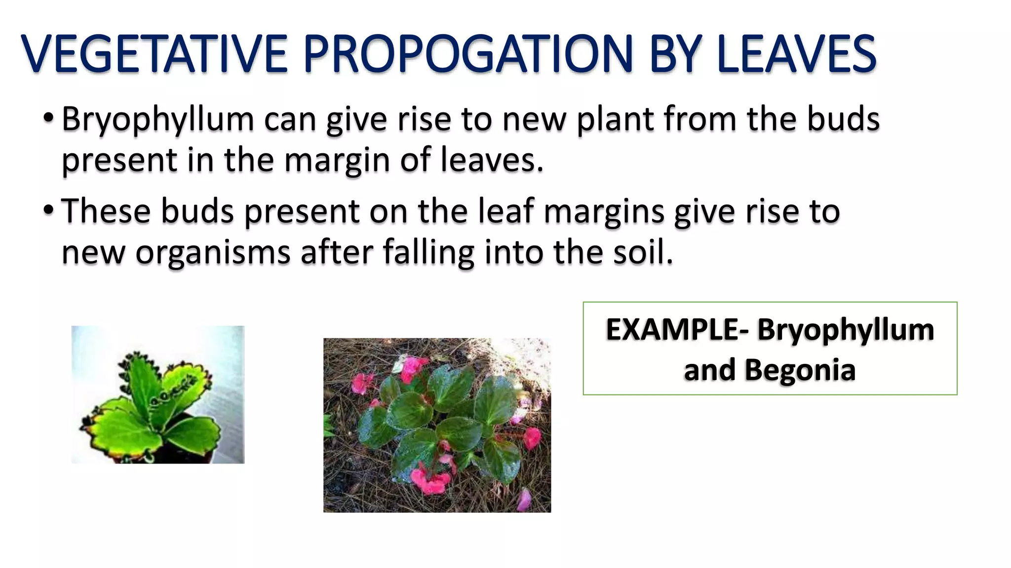 Reproduction in plants | PPTX