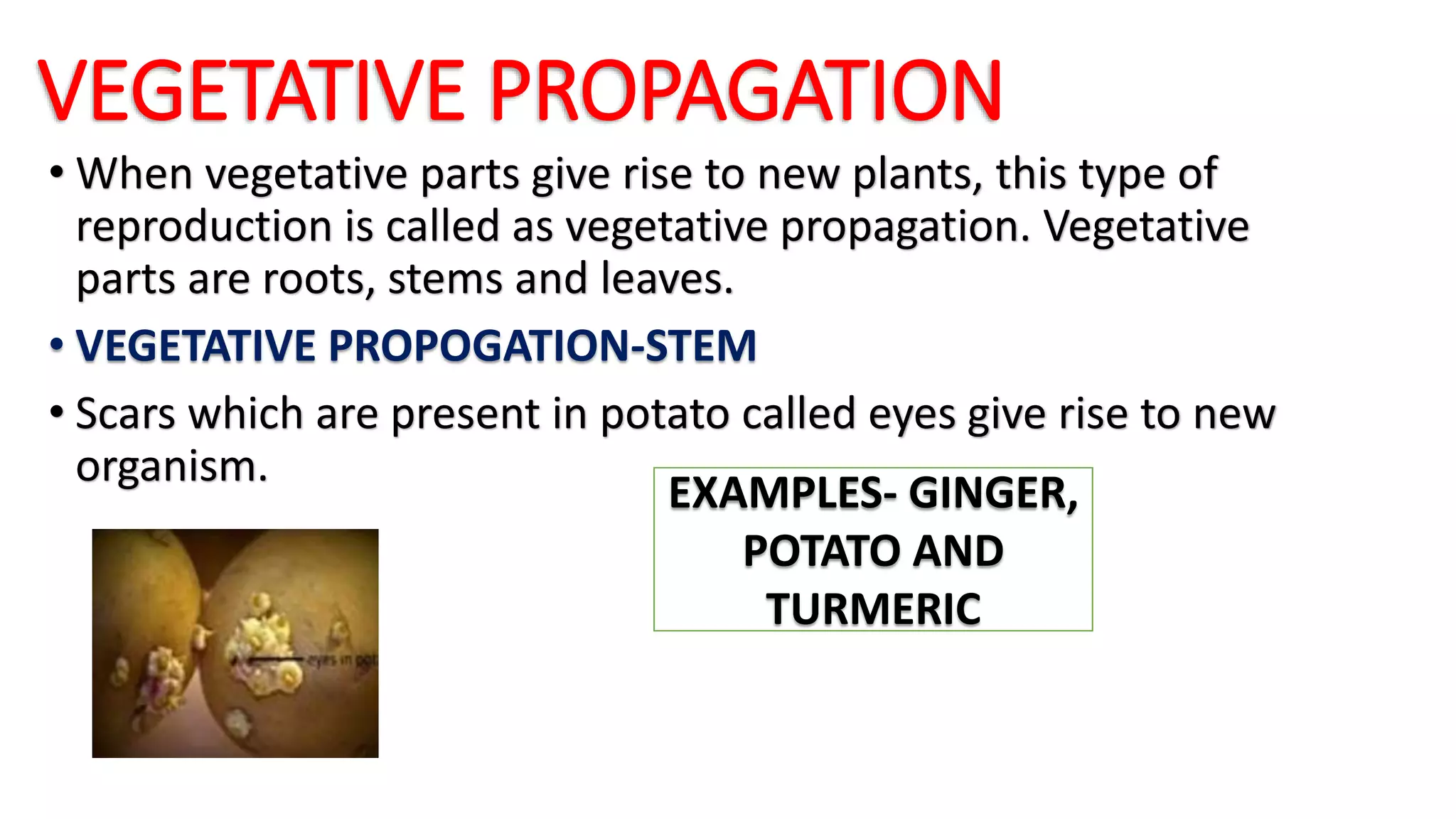 Reproduction in plants | PPTX
