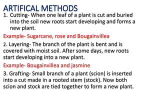 Reproduction in plants | PPTX