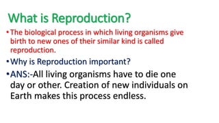 Reproduction in plants | PPTX