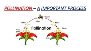 Reproduction in plants | PPTX