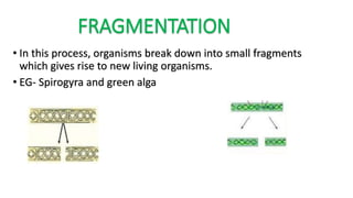 Reproduction in plants | PPTX