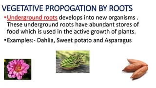 Reproduction in plants | PPTX