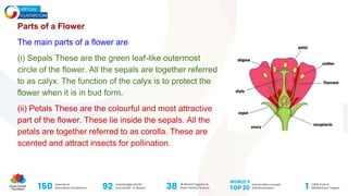 Reproduction in plants | PPT