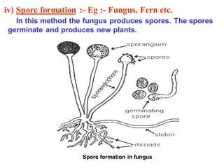 reproduction in plants..pdf