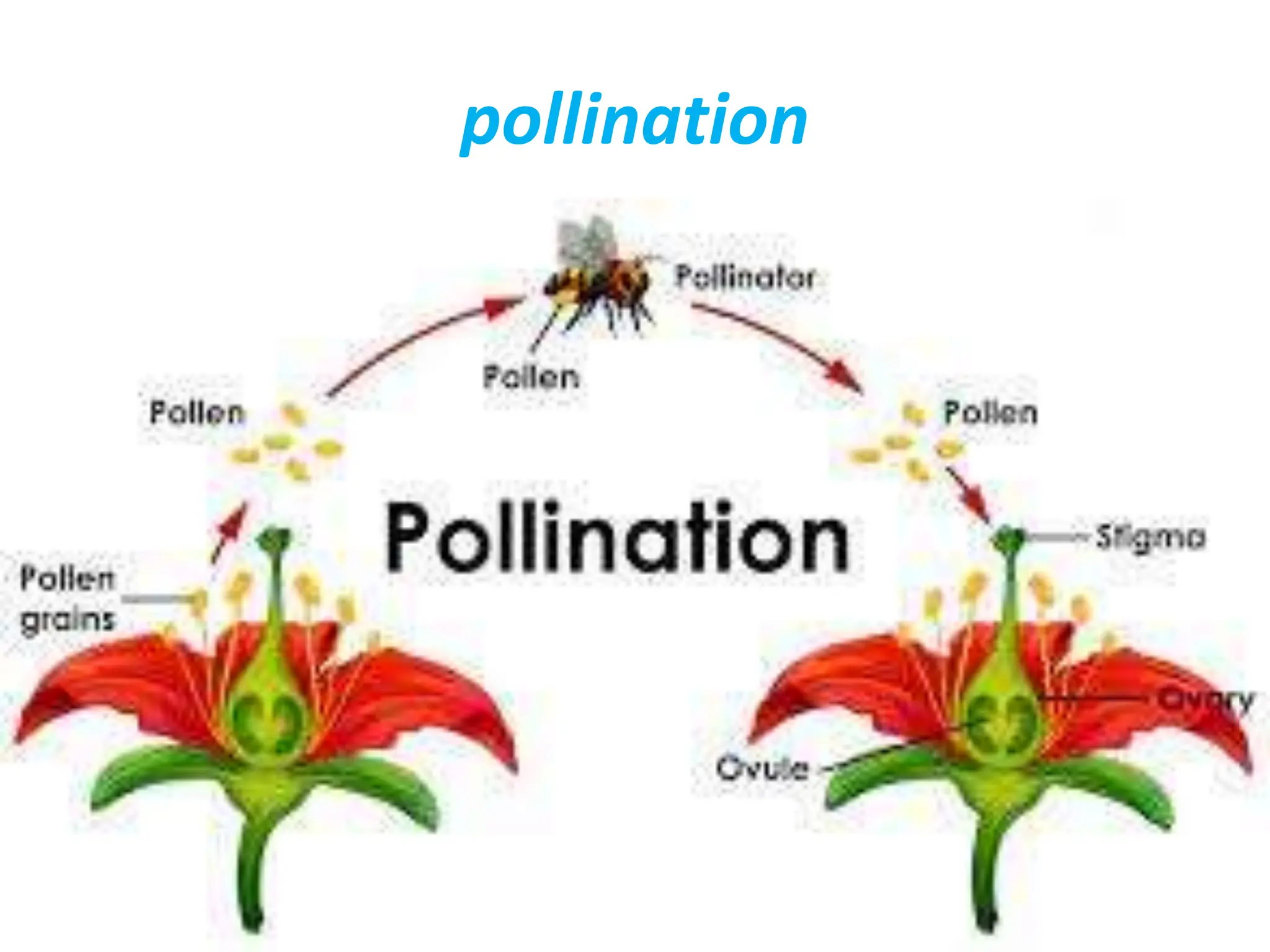 chapter= 12 Reproduction in plants .ppt