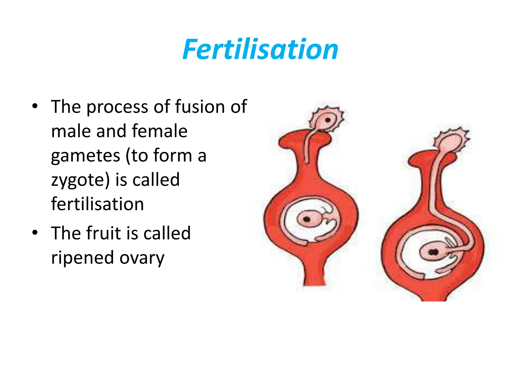 chapter= 12 Reproduction in plants .ppt