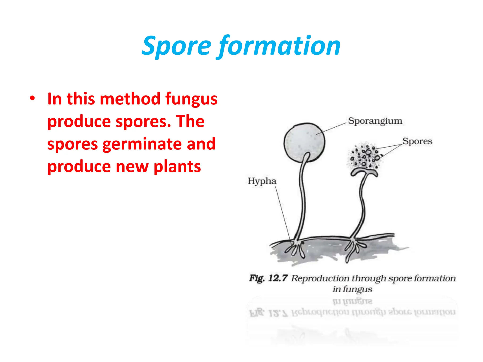 chapter= 12 Reproduction in plants .ppt