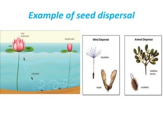 chapter= 12 Reproduction in plants .ppt