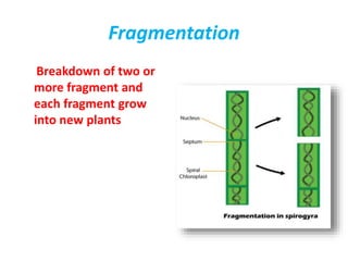chapter= 12 Reproduction in plants .ppt