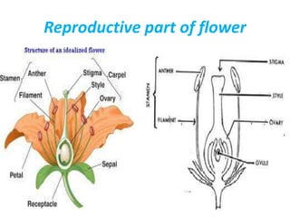 chapter= 12 Reproduction in plants .ppt