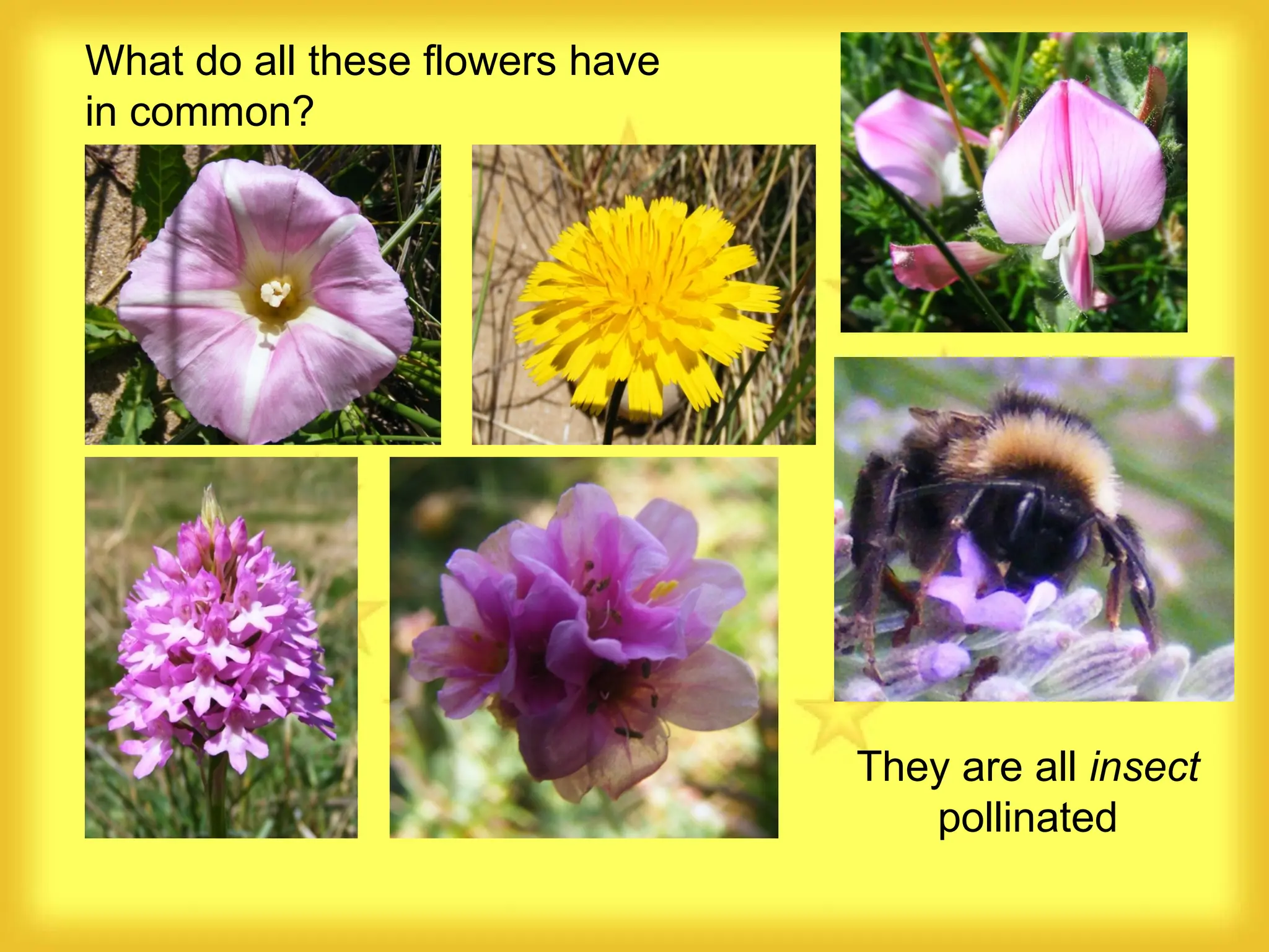 Sexual Reproduction in Flowering Plants.ppt