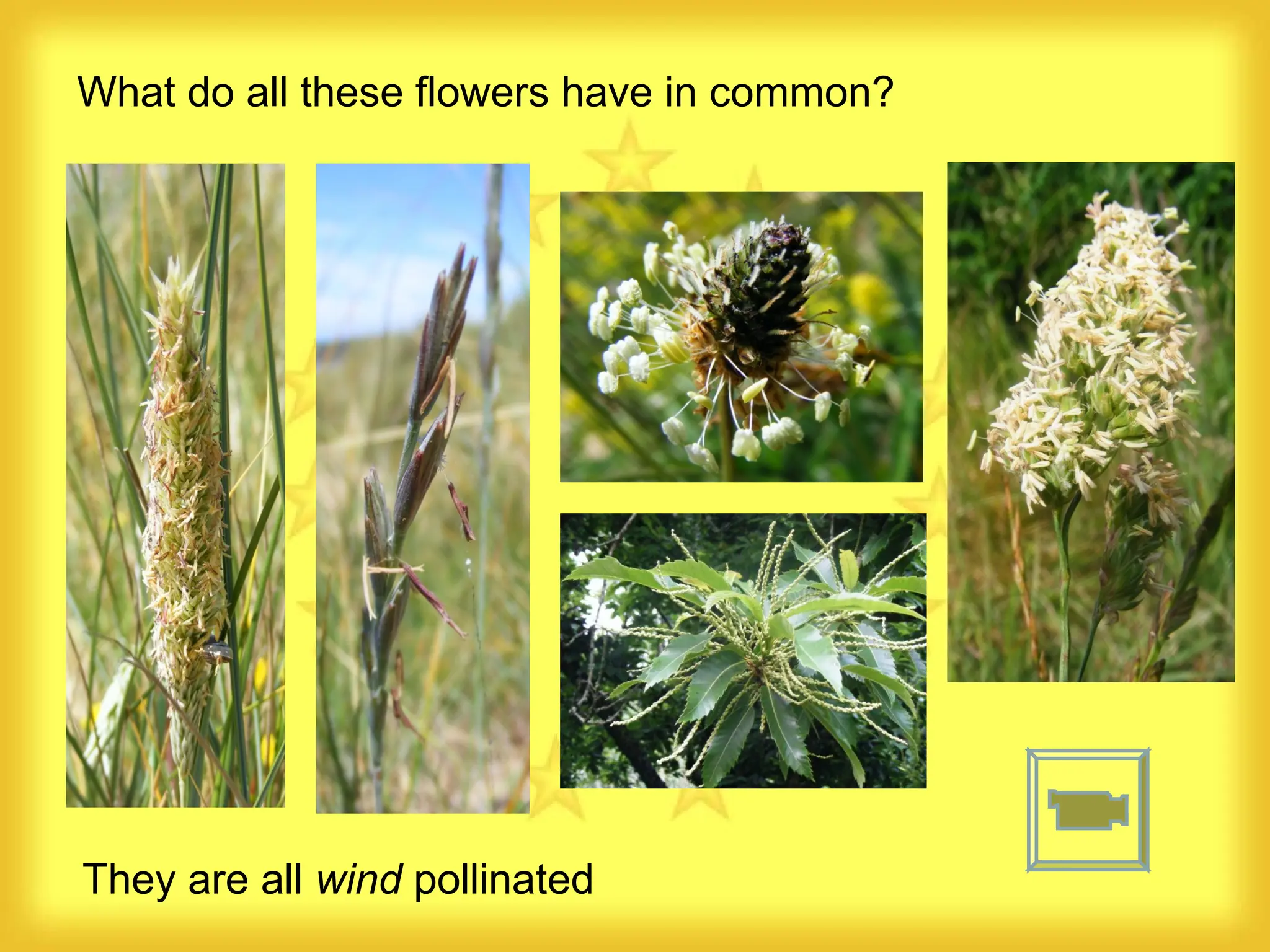 Sexual Reproduction In Flowering Plants Ppt Free Download