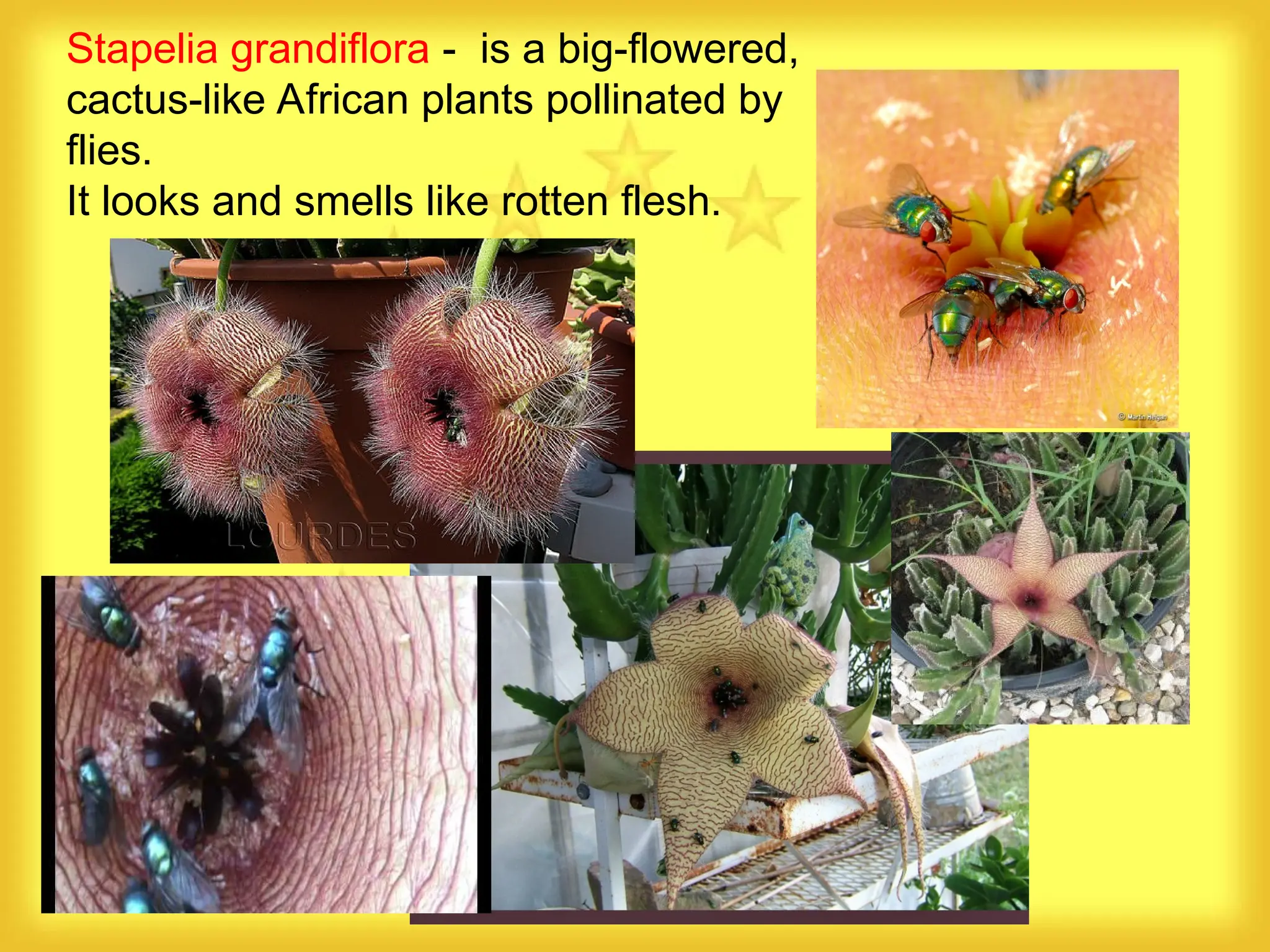 Sexual Reproduction In Flowering Plants Ppt