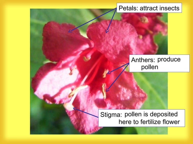 Sexual Reproduction in Flowering Plants.ppt