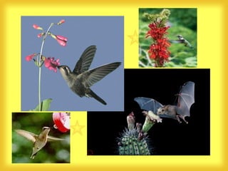 Sexual Reproduction in Flowering Plants.ppt