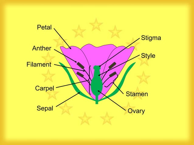 Sexual Reproduction in Flowering Plants.ppt