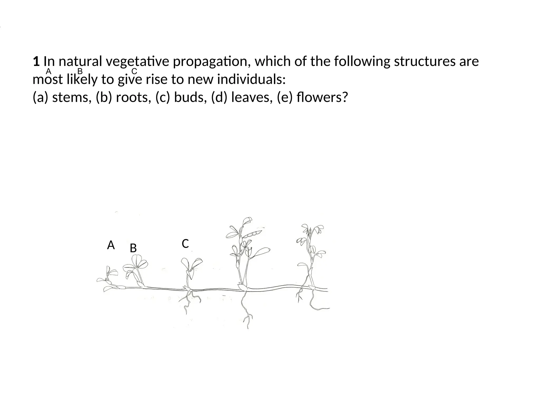 Reproduction in the Plants by asexual and sexual.ppt