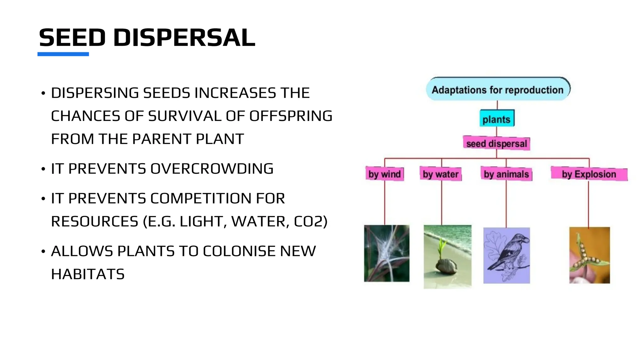 REPRODUCTION IN PLANTS-CSEC BIOLOGY Q&As | PDF