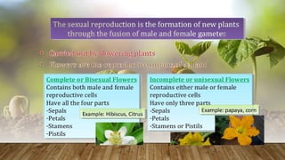 Reproduction in Plants asexual sexual.pptx