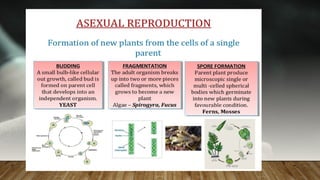 Reproduction in Plants asexual sexual.pptx
