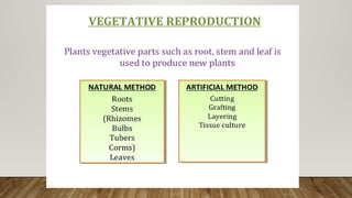 Reproduction in Plants asexual sexual.pptx