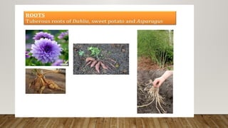 Reproduction in Plants asexual sexual.pptx