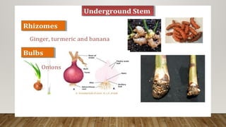 Reproduction in Plants asexual sexual.pptx