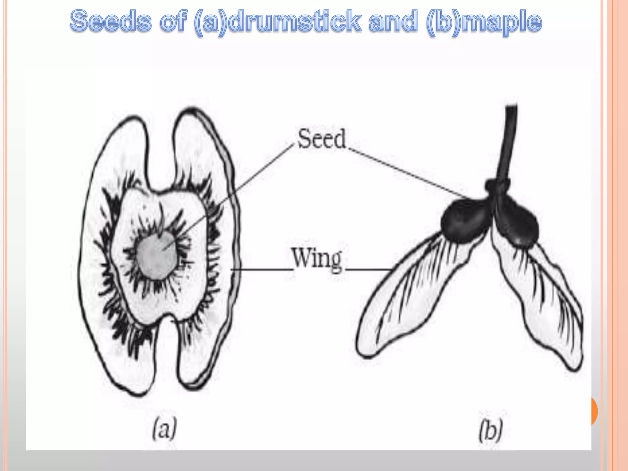 Reproduction in plants by Chavi Sharma | PPTX