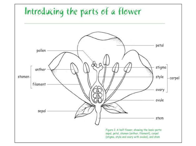 Reproduction In Plants Mili And Anto Ppt