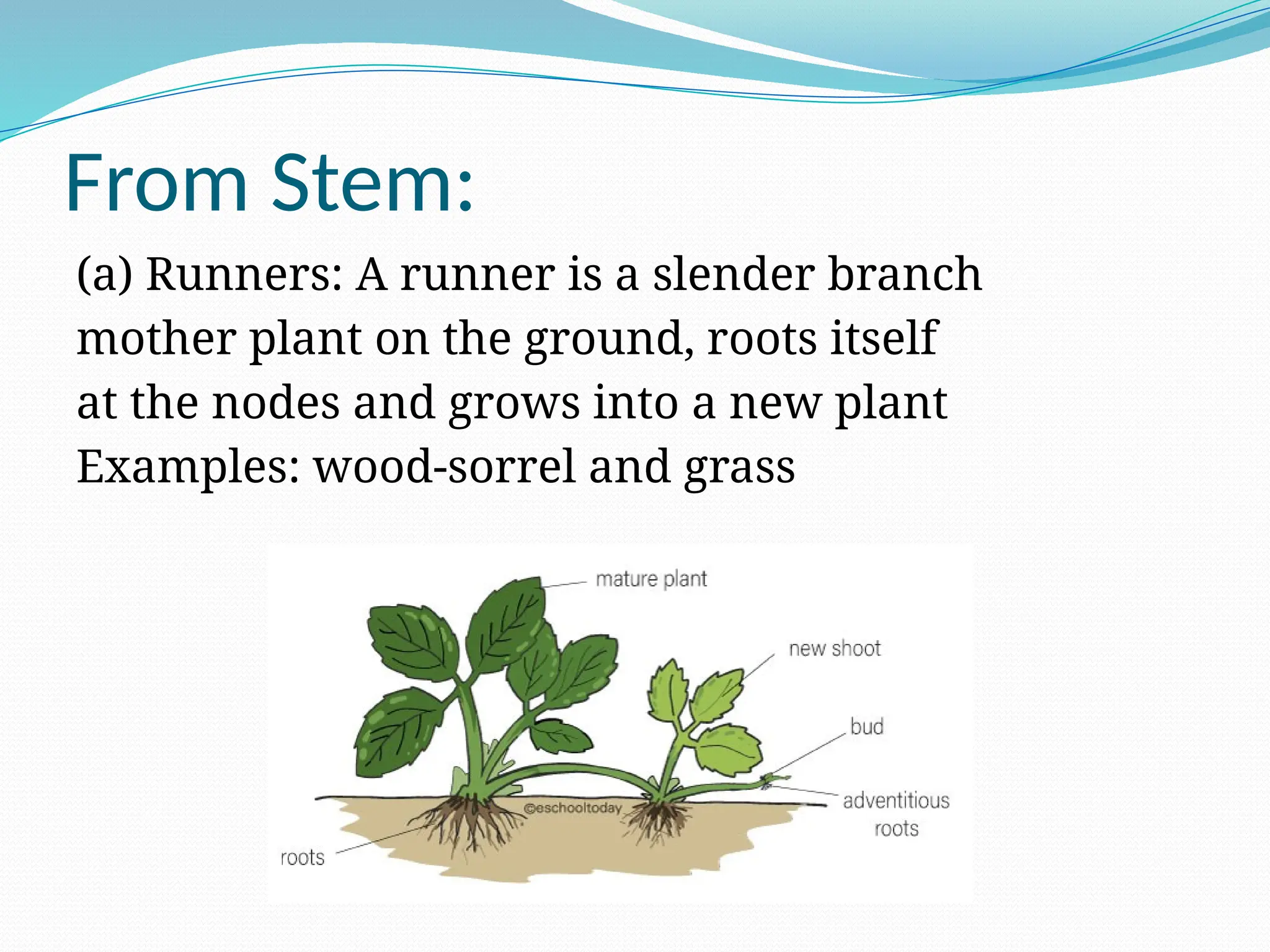 REPRODUCTION IN PLANTS FOR CLASS VII.pptx
