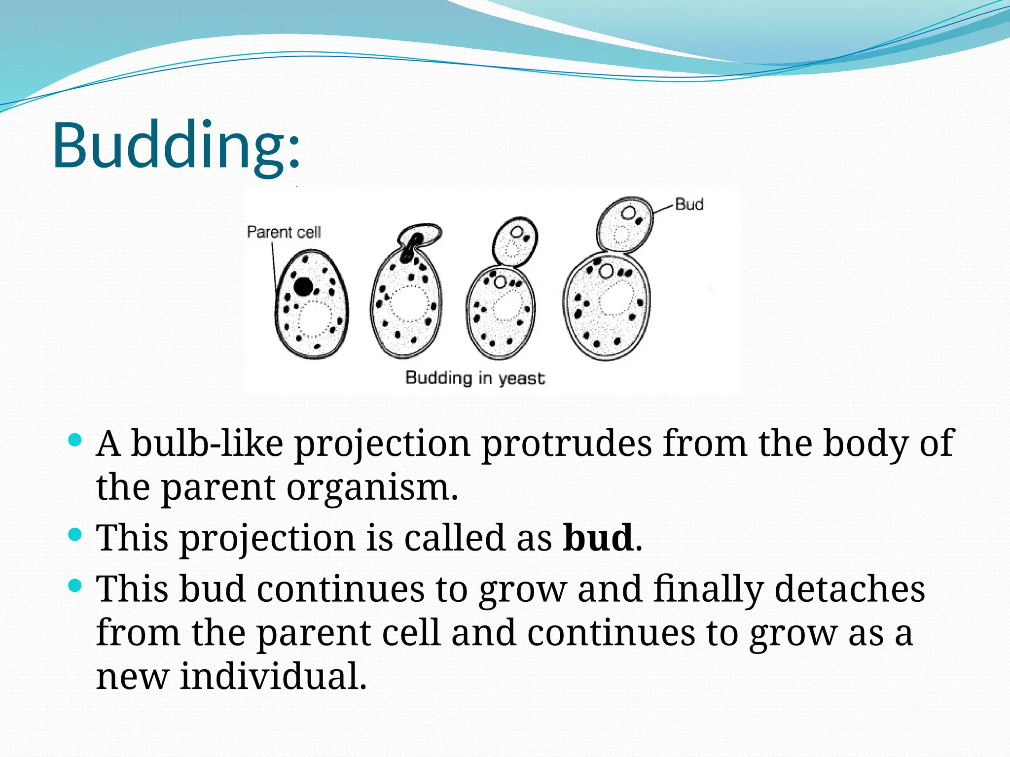 REPRODUCTION IN PLANTS FOR CLASS VII.pptx