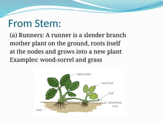 REPRODUCTION IN PLANTS FOR CLASS VII.pptx | Reproductive Health ...