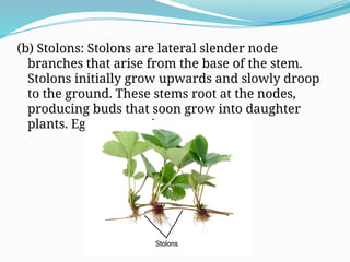 REPRODUCTION IN PLANTS FOR CLASS VII.pptx | Reproductive Health ...