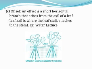 REPRODUCTION IN PLANTS FOR CLASS VII.pptx | Reproductive Health ...