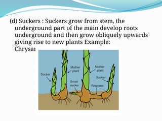 REPRODUCTION IN PLANTS FOR CLASS VII.pptx