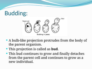 REPRODUCTION IN PLANTS FOR CLASS VII.pptx | Reproductive Health ...