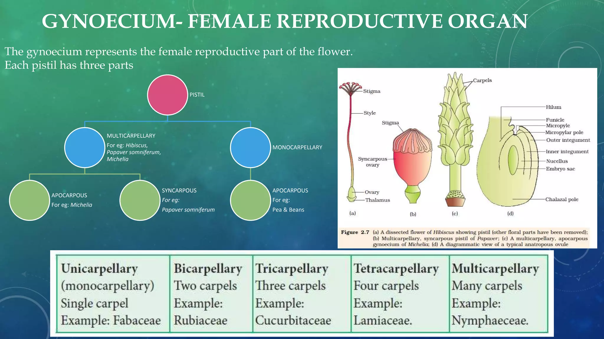 Reproduction in plants- CLASS XII | PPTX