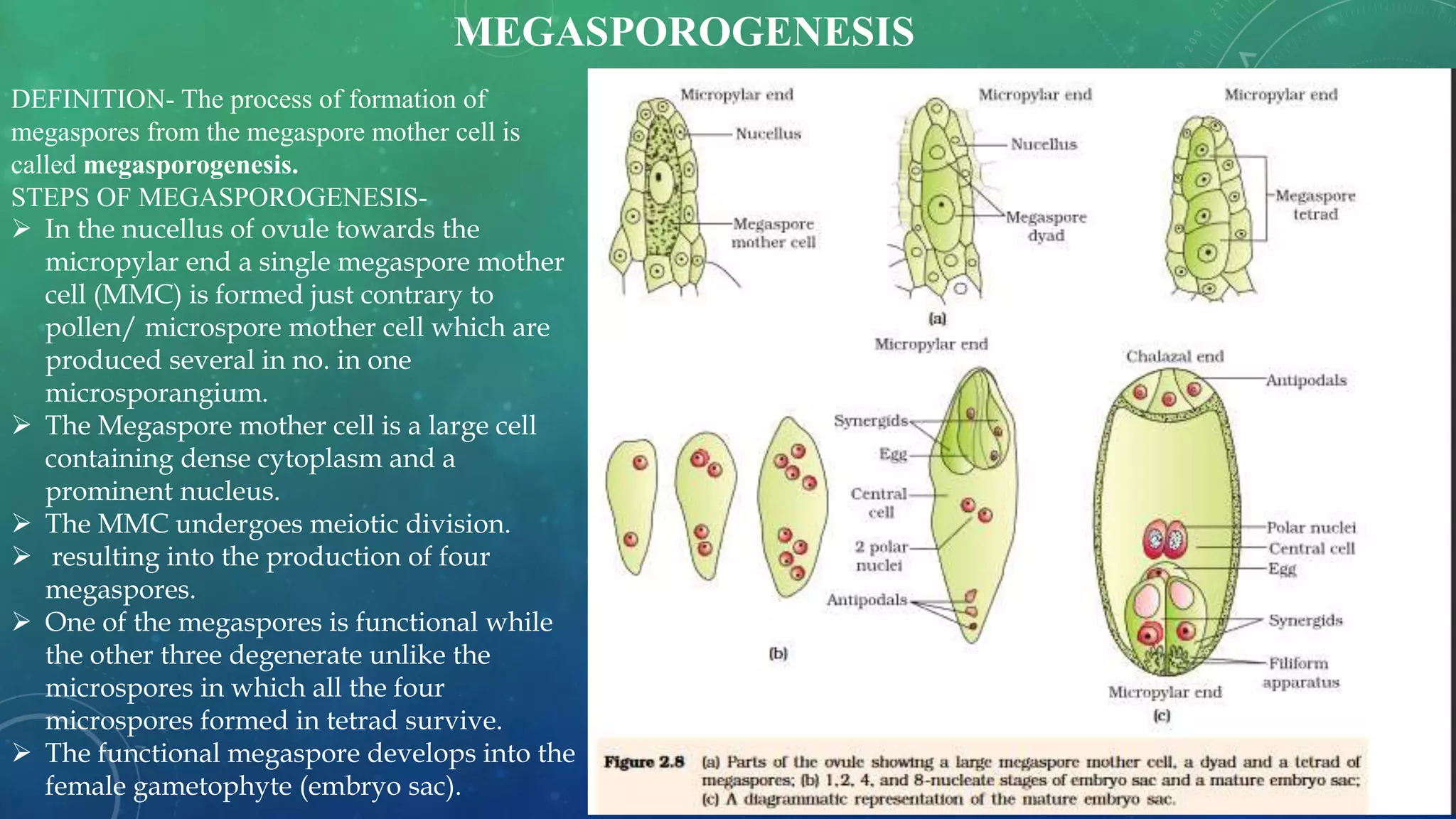 Reproduction in plants- CLASS XII | PPTX