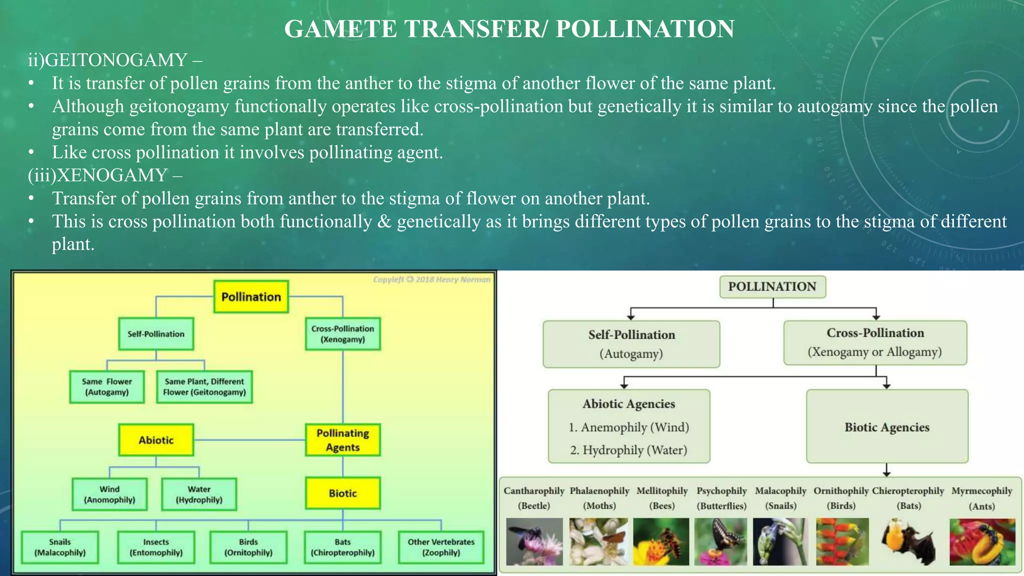 Reproduction in plants- CLASS XII | PPTX