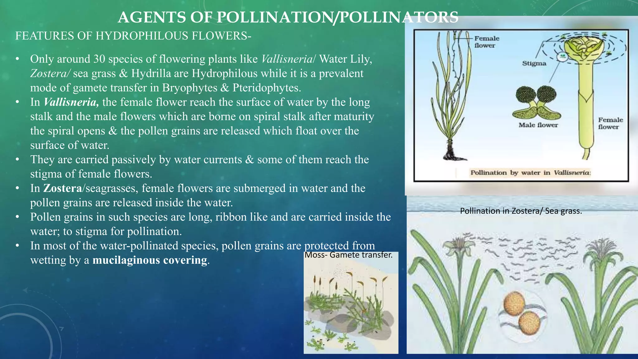 Reproduction in plants- CLASS XII | PPTX
