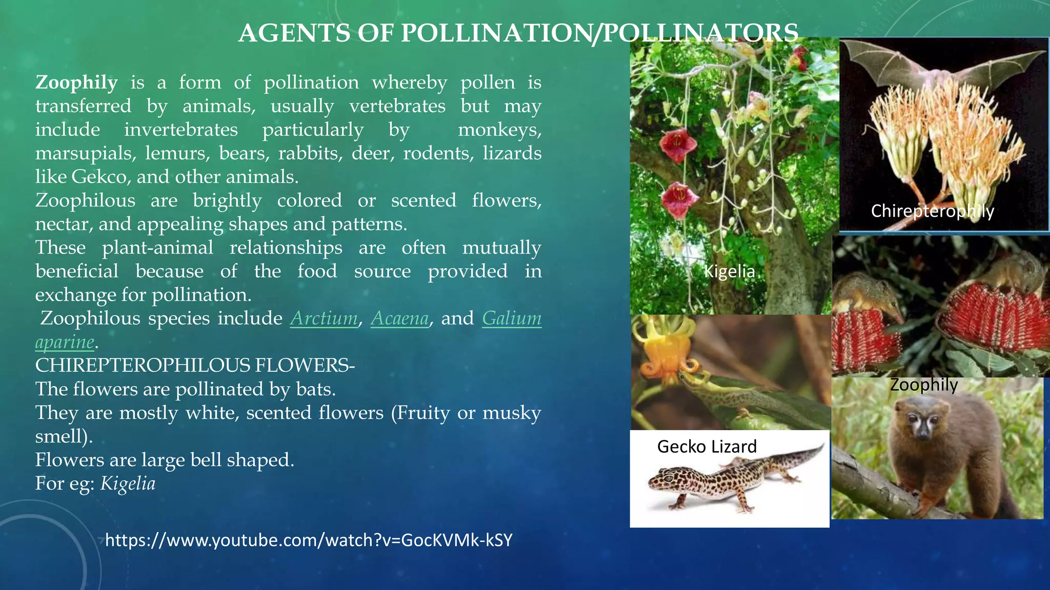 Reproduction in plants- CLASS XII | PPTX