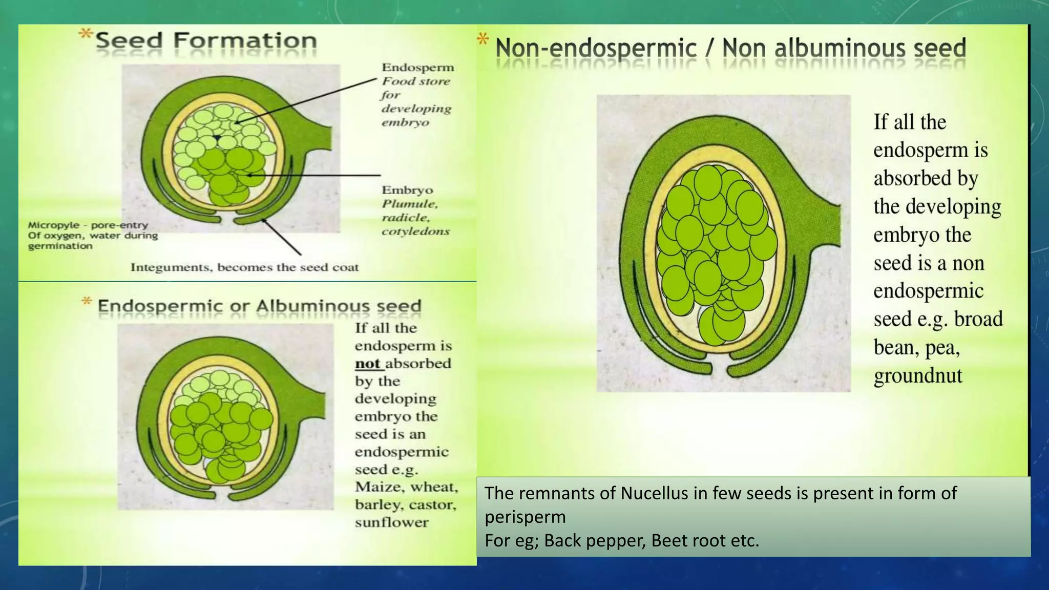 Reproduction in plants- CLASS XII | PPTX
