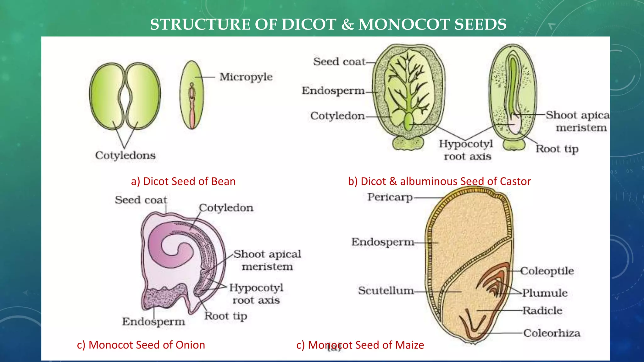 Reproduction in plants- CLASS XII | PPTX
