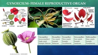 Reproduction in plants- CLASS XII | PPTX
