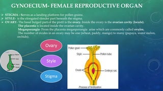 Reproduction in plants- CLASS XII | PPTX